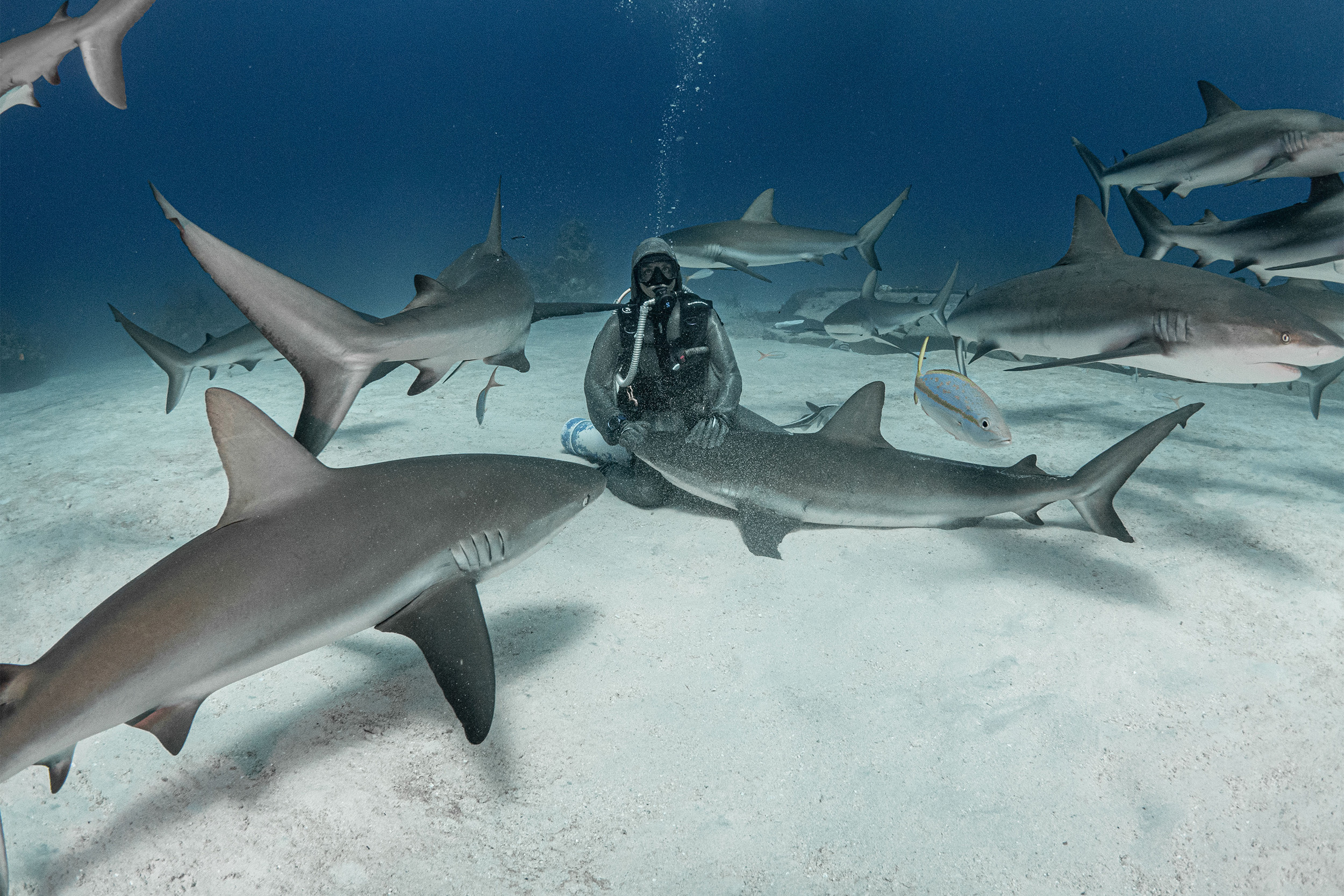 Cristina Zenato - Heroes of the Sea