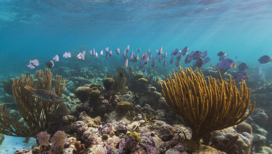 OCEANA - Heroes of the Sea