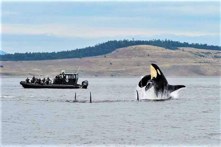 Orca Relief - Heroes of the Sea