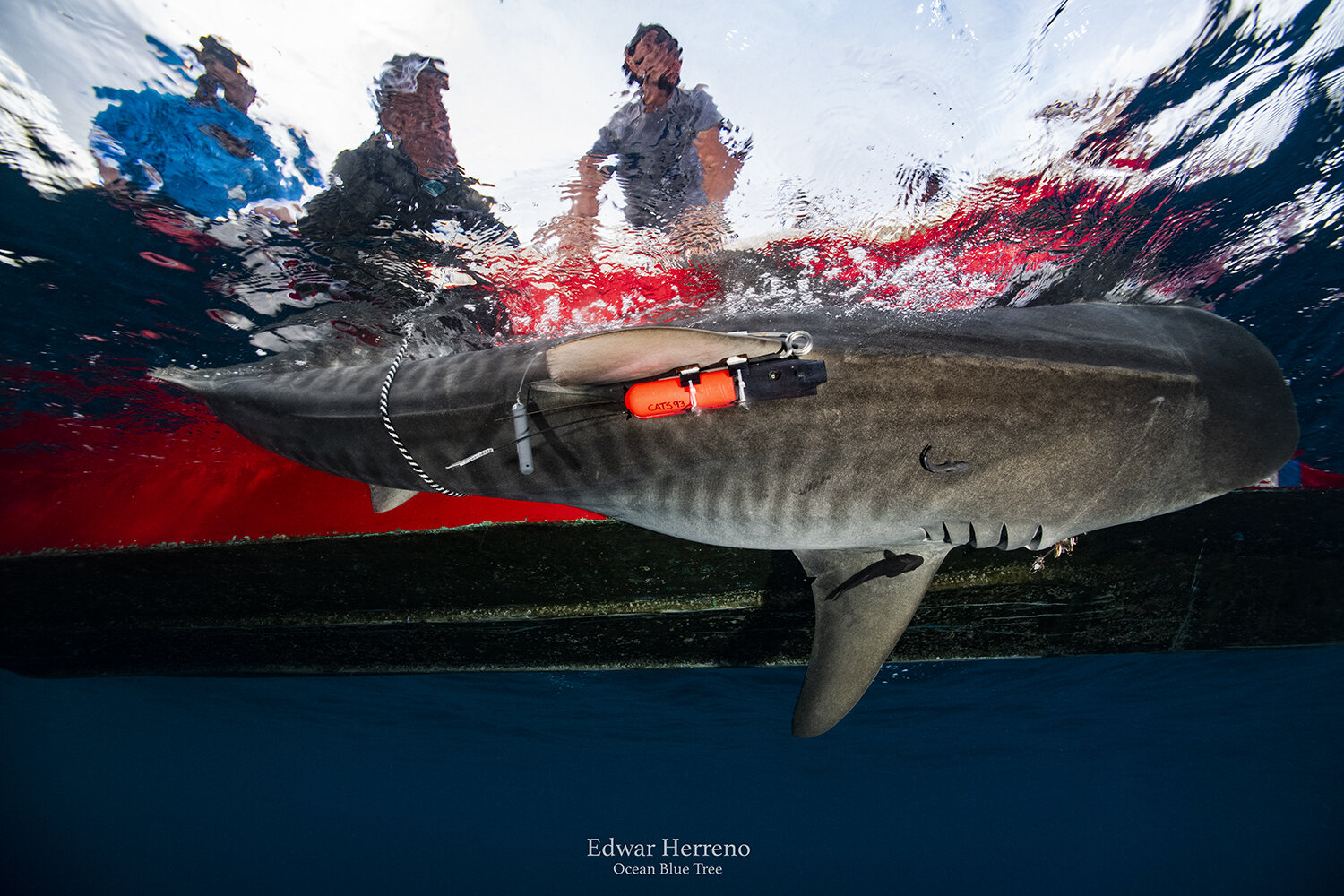 Ocean Blue Tree - Heroes of the Sea
