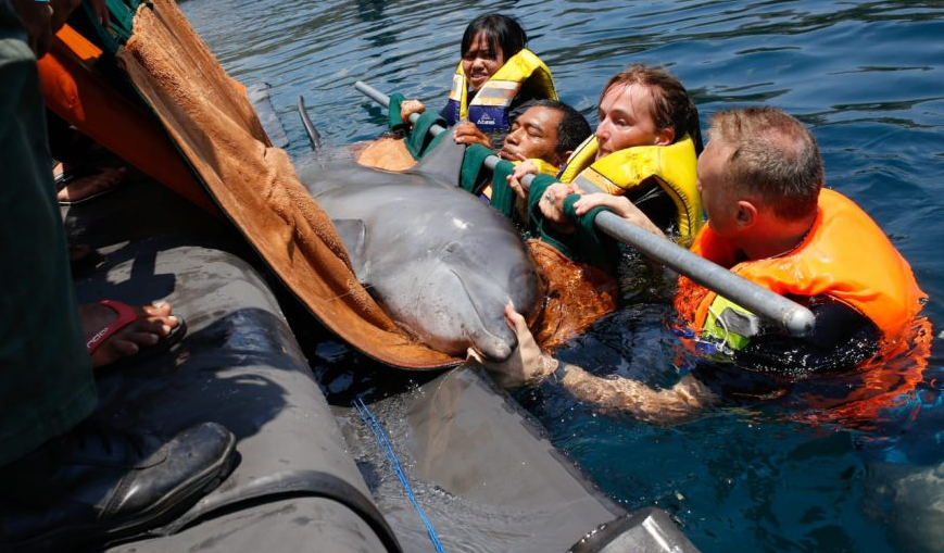 The Dolphin Project - Heroes of the Sea