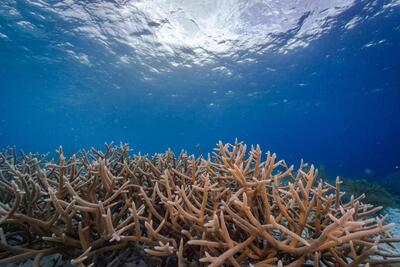 Reef Renewal Bonaire - Heroes of the Sea