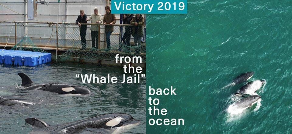 Whale Sanctuary Project - Heroes of the Sea