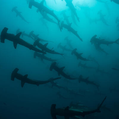Ocean Conservation Namibia - Heroes of the Sea
